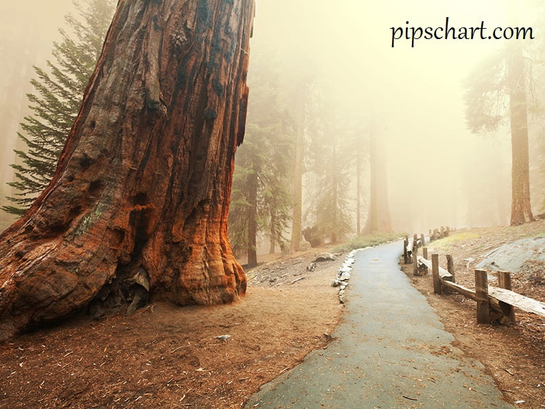 Amibroker AFL 2.0: Flower Indicator AFL – pipschart